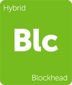 8 Cannabis Strains That Will Make You Exclaim "Holy Cow!" | Leafly