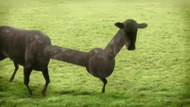 8 Cannabis Strains That Will Make You Exclaim "Holy Cow!" | Leafly