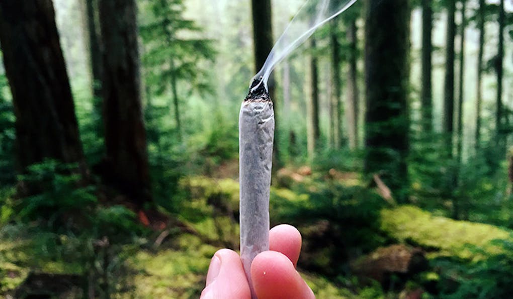 Hemp 101: What Is Hemp, What's It Used for, and Why Is It Illegal? | Leafly