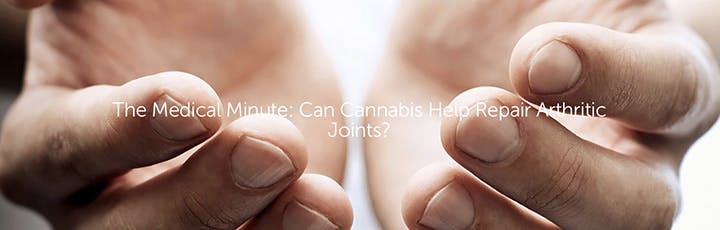 The Medical Minute: Cannabis Helps Heal Broken Bones, New Study Shows ...