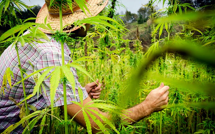 When Is Your Cannabis in Season? Factors That Influence Growing ...