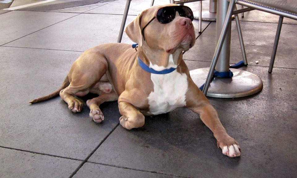 5 Cannabis Strains Named After Animals | Leafly