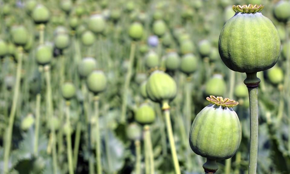Mexican Drug Cartels Turning to Other Drug Crops Due to Cannabis ...