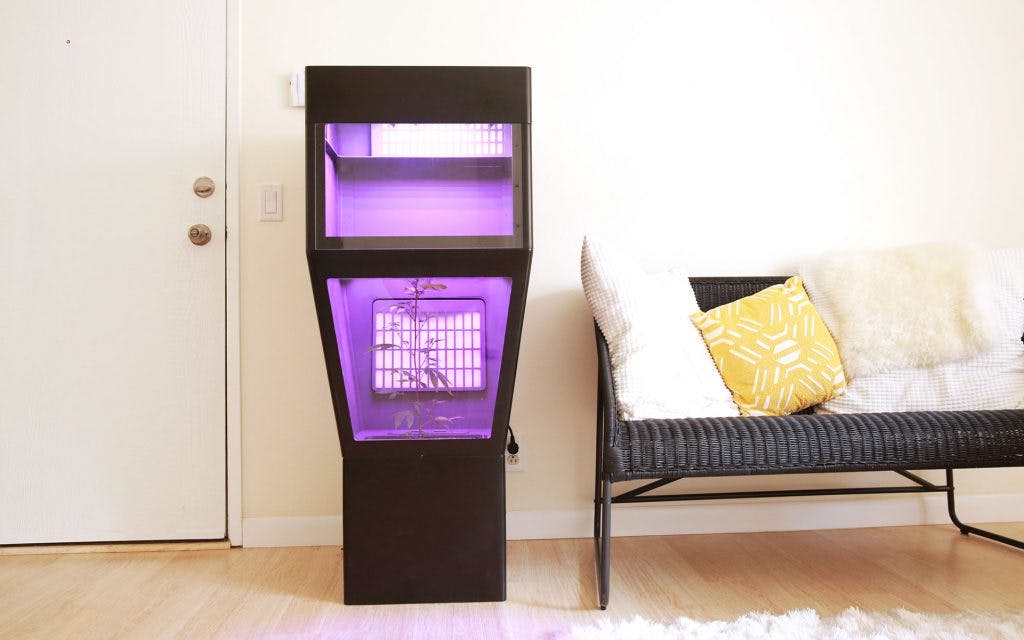 How to Grow Cannabis Indoors: A Beginner’s Guide for Canadians