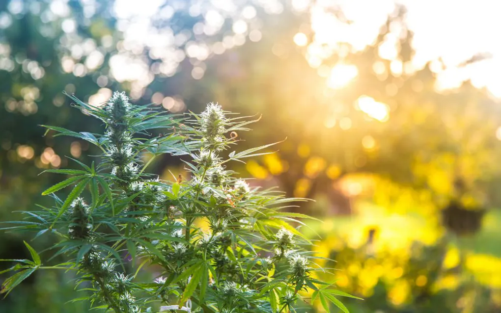 How much weed can you get from growing one plant? | Leafly