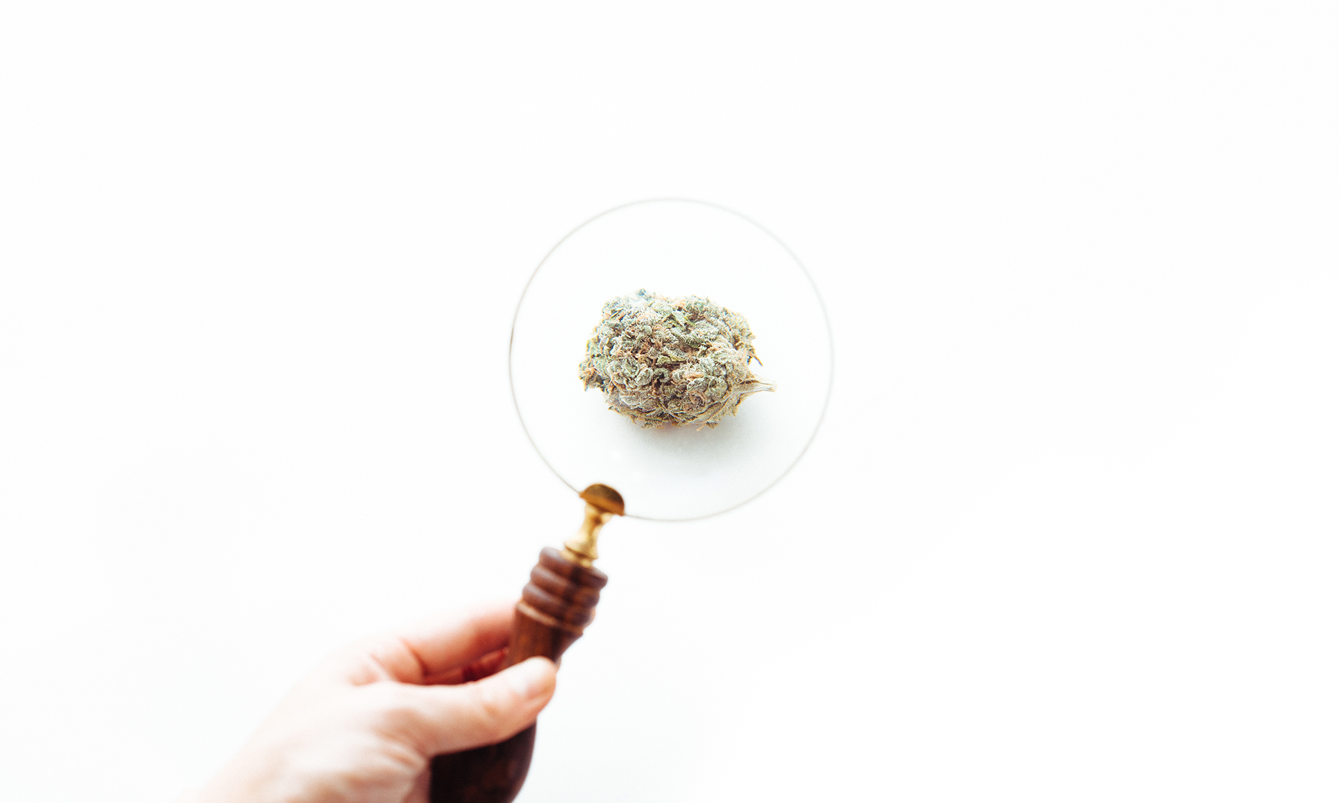 Cannabis vs. Marijuana vs. Weed Google Searches | Leafly
