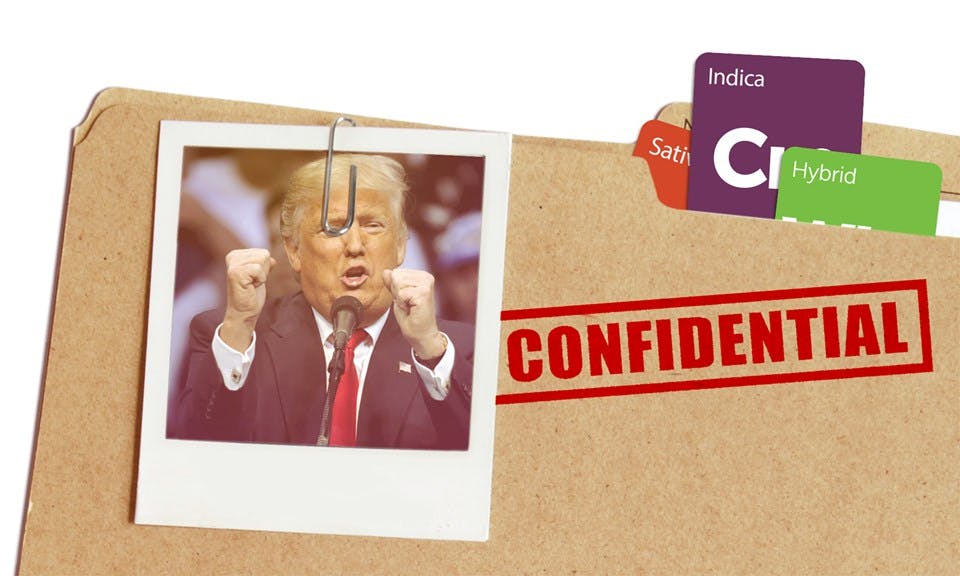 What Strain Does Trump Need Today? Purple Urkle | Leafly