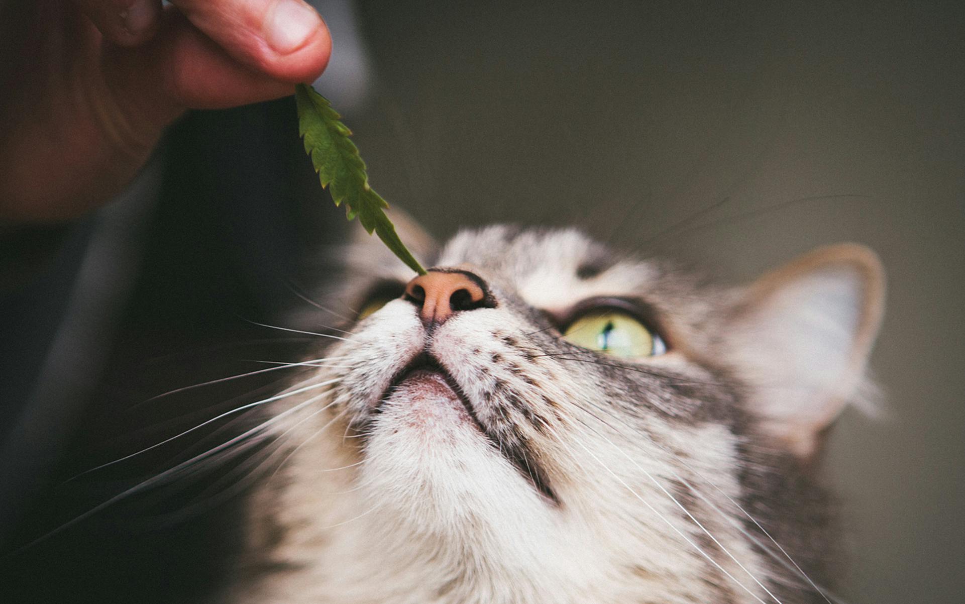 European Pet Owners Discover Benefits of Cannabis | Leafly