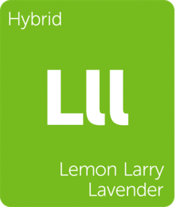 New Strains Alert: Grape Cookies, Lemon Larry Lavender, Super G, and ...