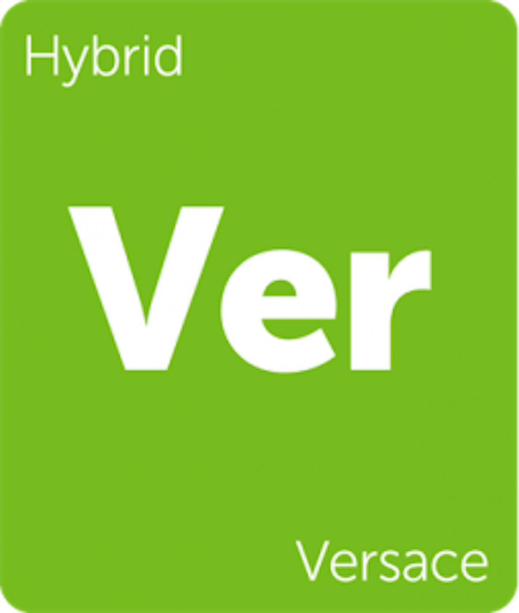 New Strains Alert: GTO, Nightmare Cookies, Versace, and More | Leafly