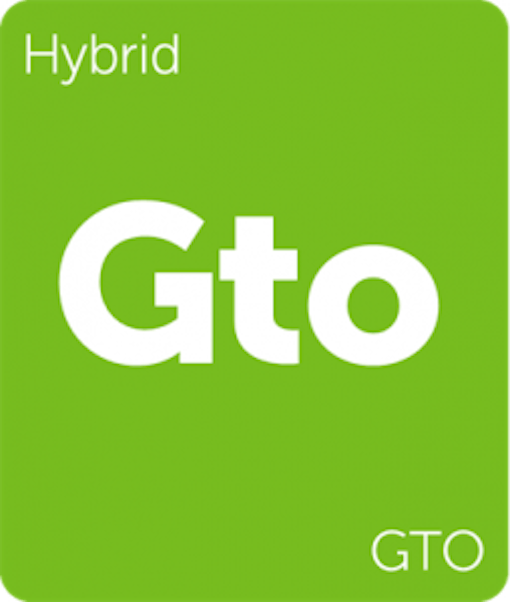 New Strains Alert: GTO, Nightmare Cookies, Versace, and More | Leafly