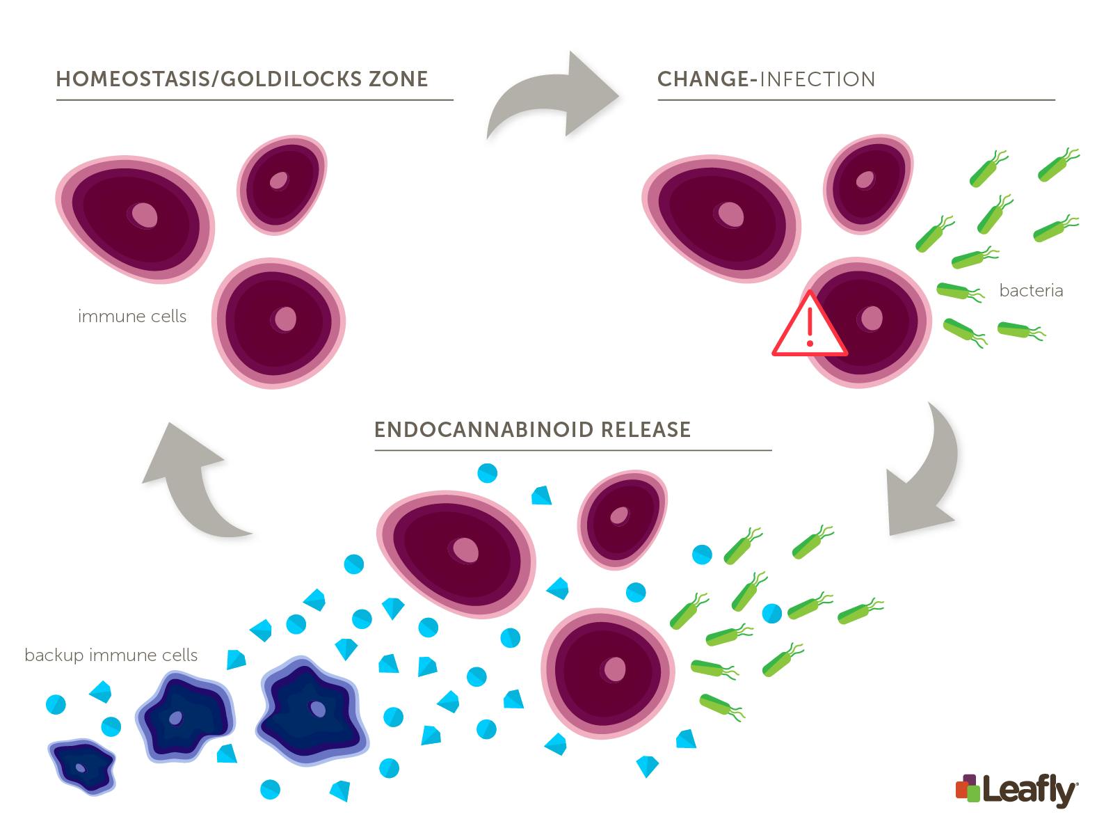 Endocannabinoid System: Simple & Comprehensive Guide | Leafly