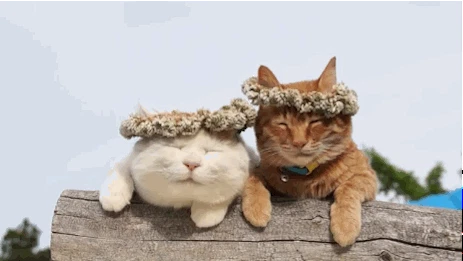 Is a Catnip High Like a Cannabis High? | Leafly