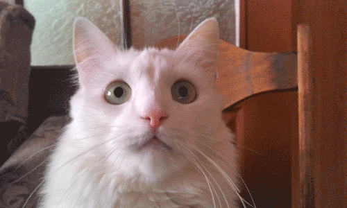 Is a Catnip High Like a Cannabis High? | Leafly