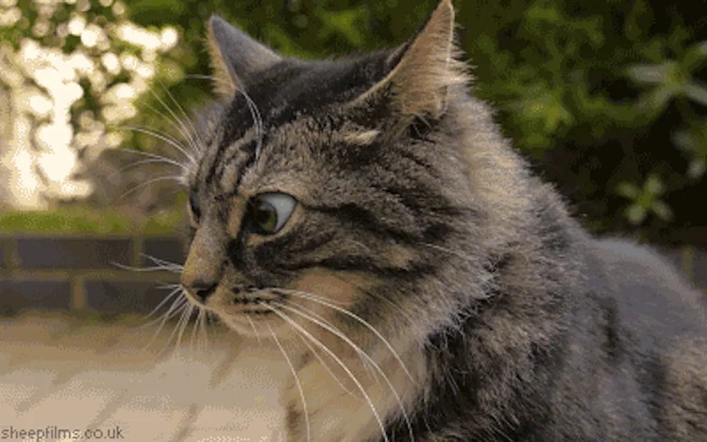 Is a Catnip High Like a Cannabis High? | Leafly
