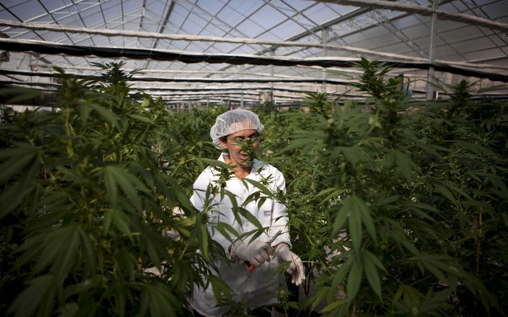 9 Reasons Israel Is the Capital of Cannabis Research | Leafly