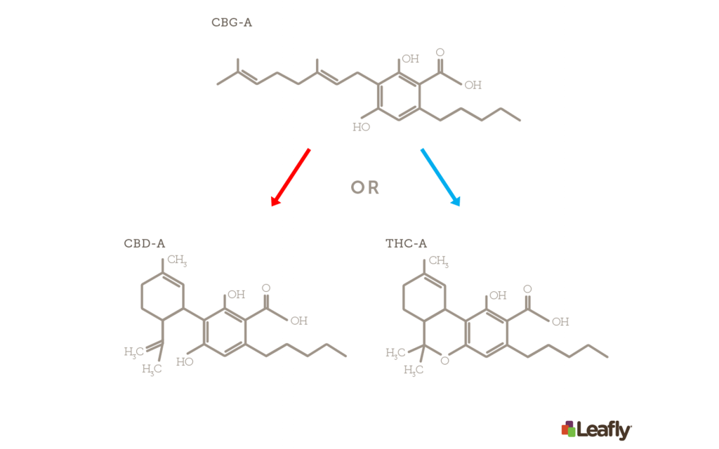 What is CBGA (Cannabigerolic Acid) & what does this cannabinoid do?