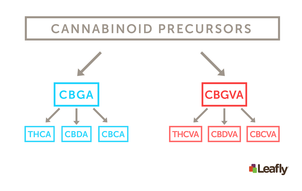 A list of major cannabinoids in cannabis and their effects | Leafly