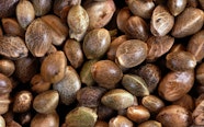 A Guide To Growing Autoflowering Cannabis Seeds Leafly