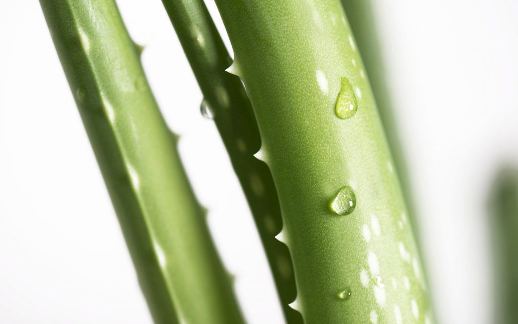 How to make DIY cannabis lotion, cream & salve | Leafly