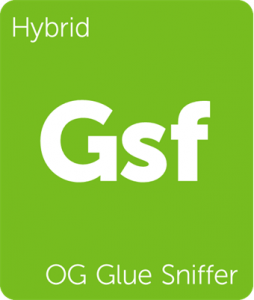 New Strains Alert: OG Glue Sniffer, Buckeye Purple, Golden Lemon, and ...