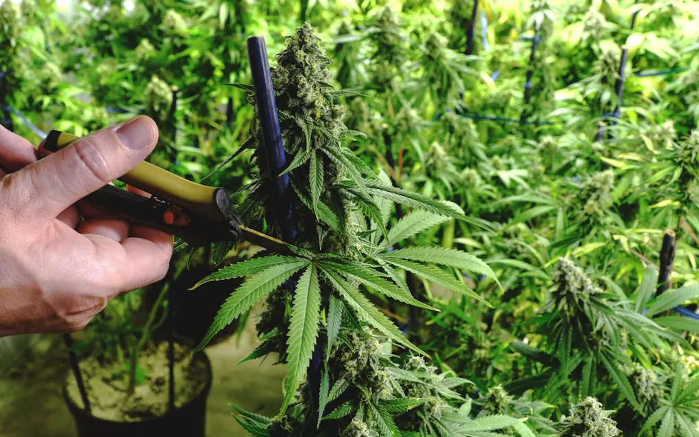 How to Top & Prune Marijuana Plants | Leafly