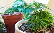 How To Grow Cannabis Indoors A Beginner s Guide For Canadians