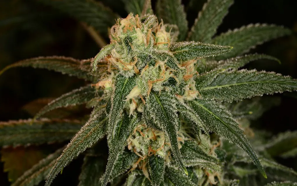 5 types of weed highs and the best strains for them | Leafly