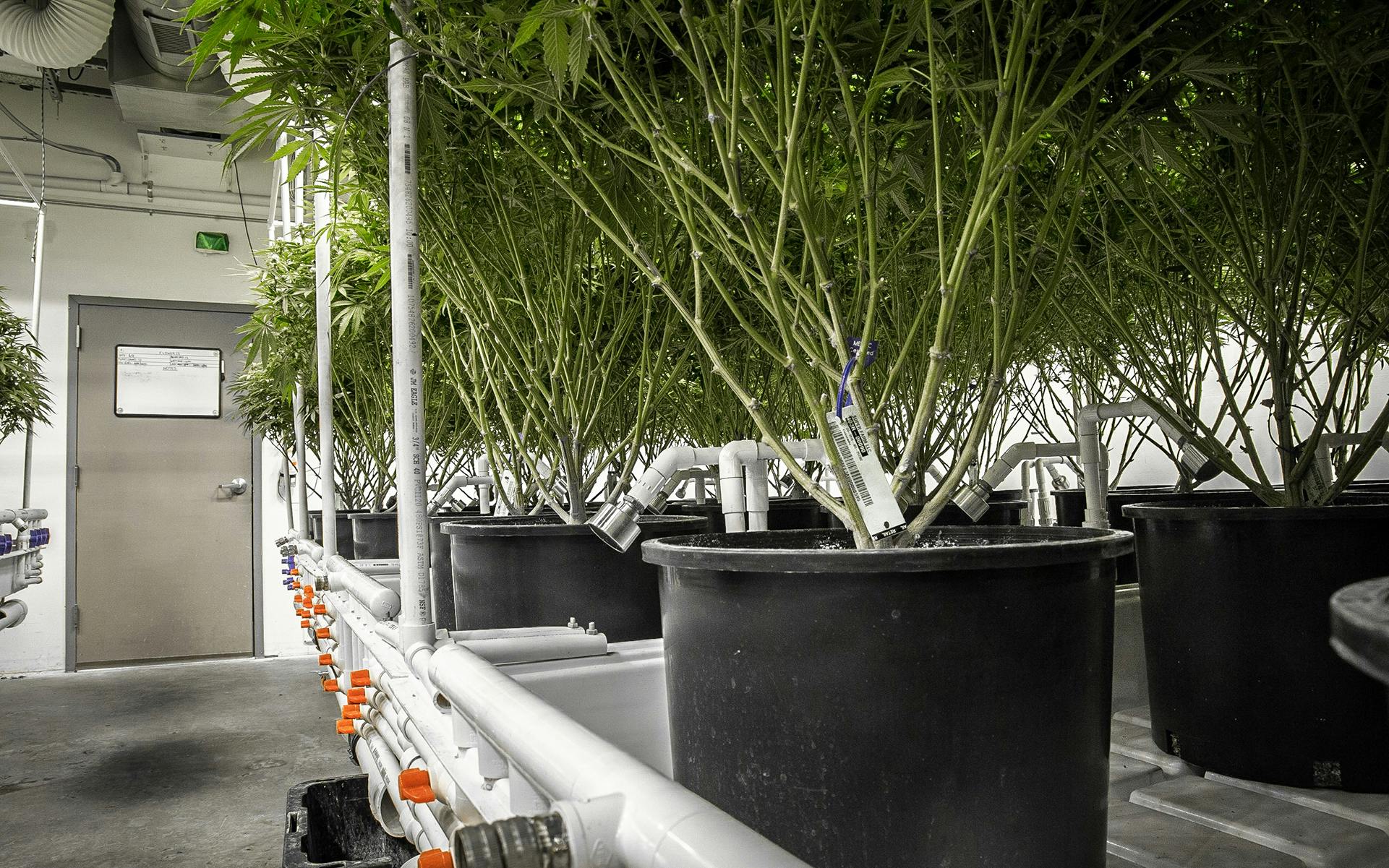 Inside the Groundbreaking Farm That Boasts Three Pounds of Cannabis per ...