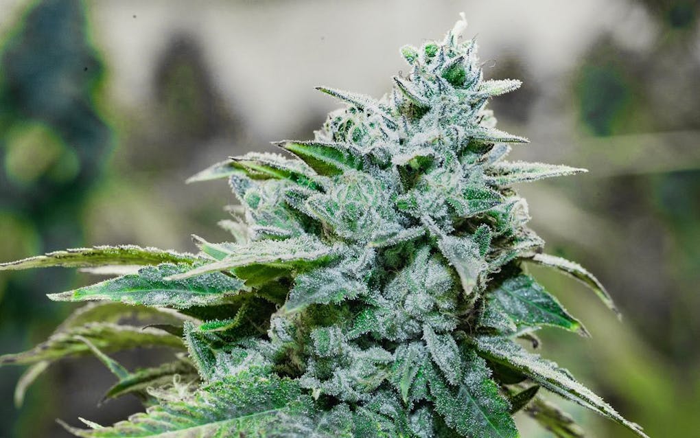 Inside the Groundbreaking Farm That Boasts Three Pounds of Cannabis per ...