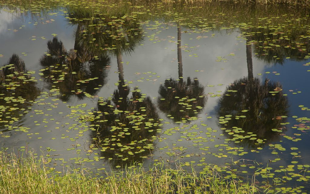 Florida Awards 2 More Medical Marijuana Licenses | Leafly