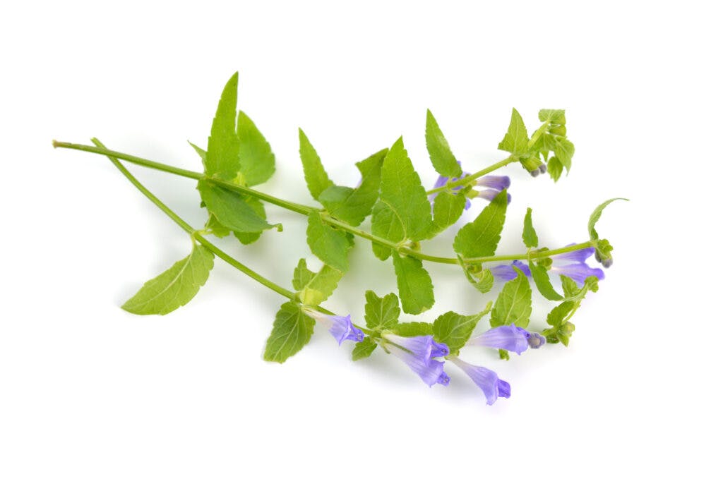 Smoking blends: popular plants and herbs to smoke with cannabis | Leafly