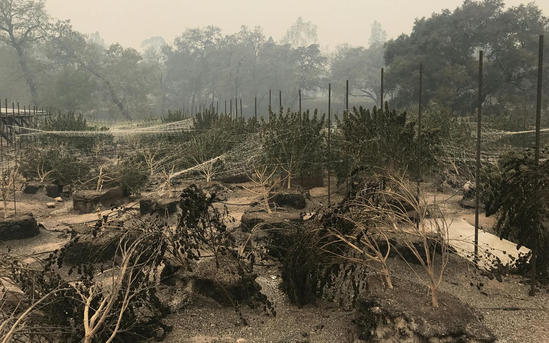 Devastating Photos Show Wildfire's Toll on a California Cannabis Farm ...