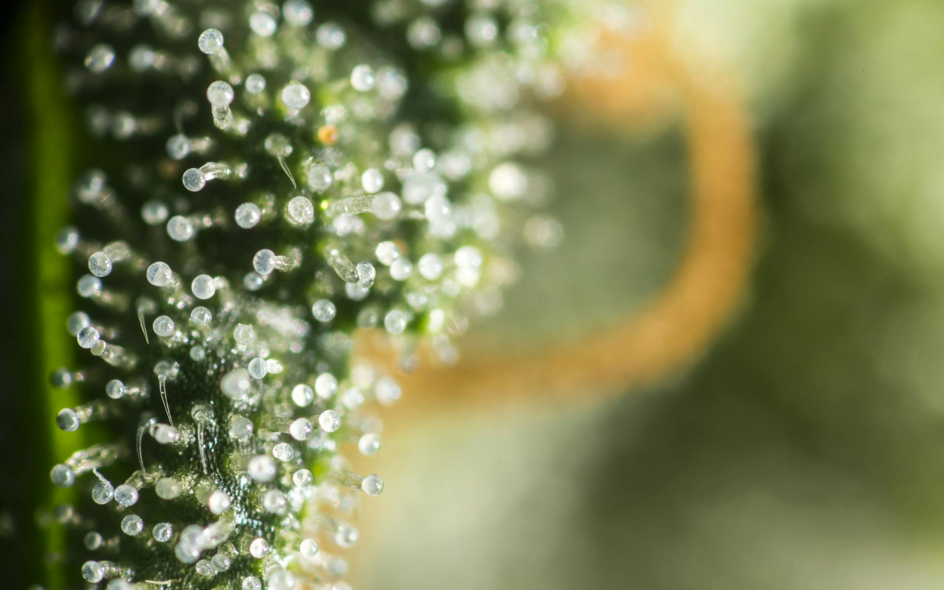 What Cannabis Strain Has the Most THC, According to Lab Data? | Leafly