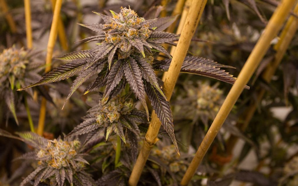 'Breeding Is an Art Form': An Interview With Cannabis Cup Champion ...