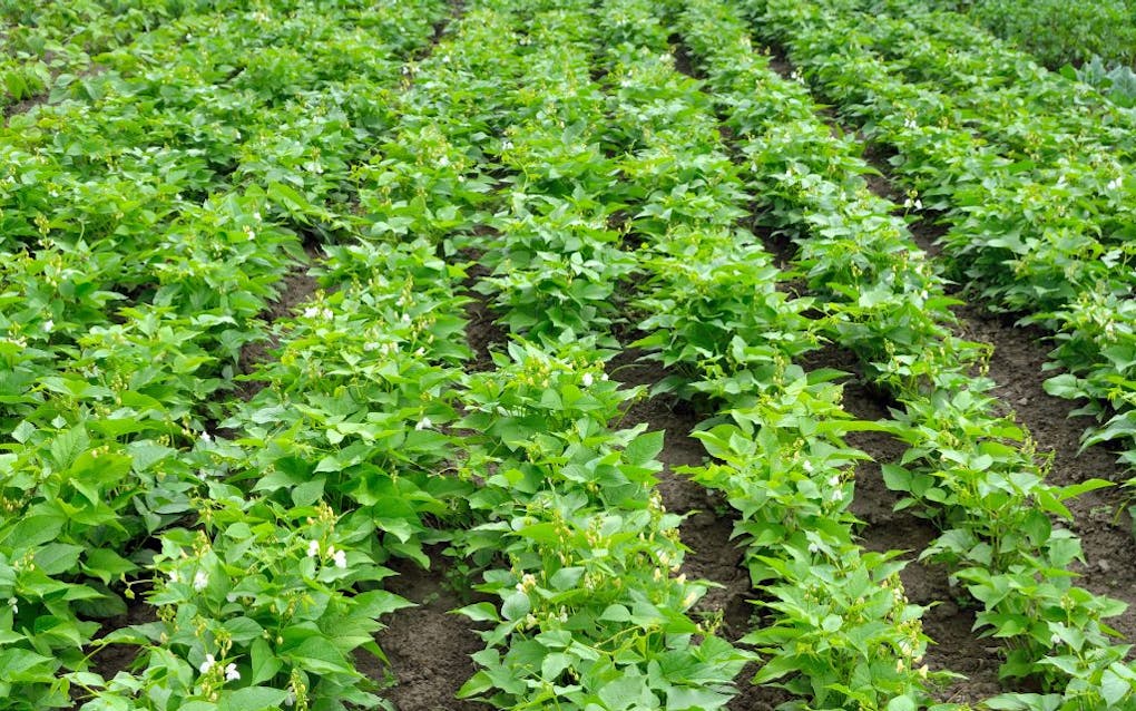 How to Use Cover Crops to Improve Your Cannabis Garden | Leafly