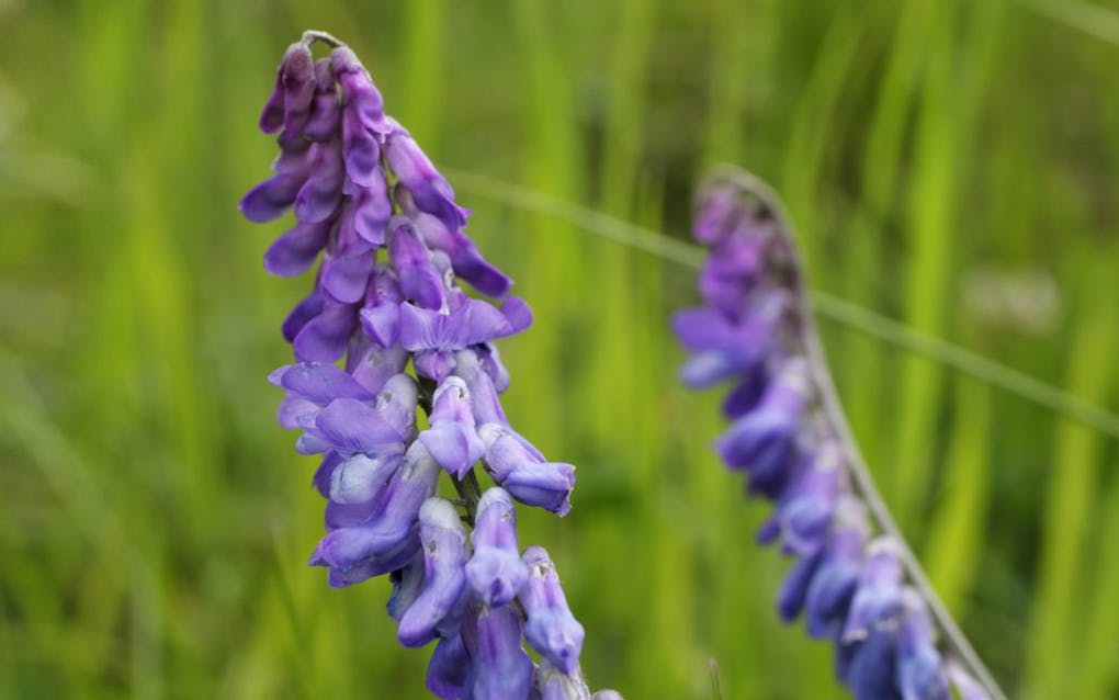 How to Use Cover Crops to Improve Your Cannabis Garden | Leafly