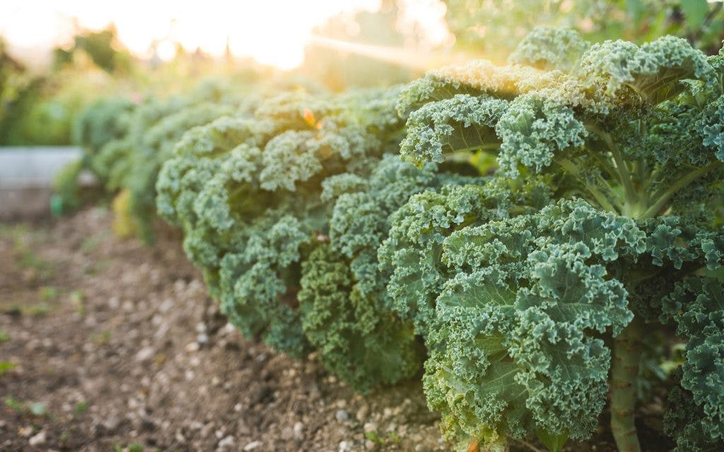 How to Use Cover Crops to Improve Your Cannabis Garden | Leafly