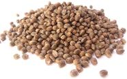 What Are Feminized Cannabis Seeds Leafly