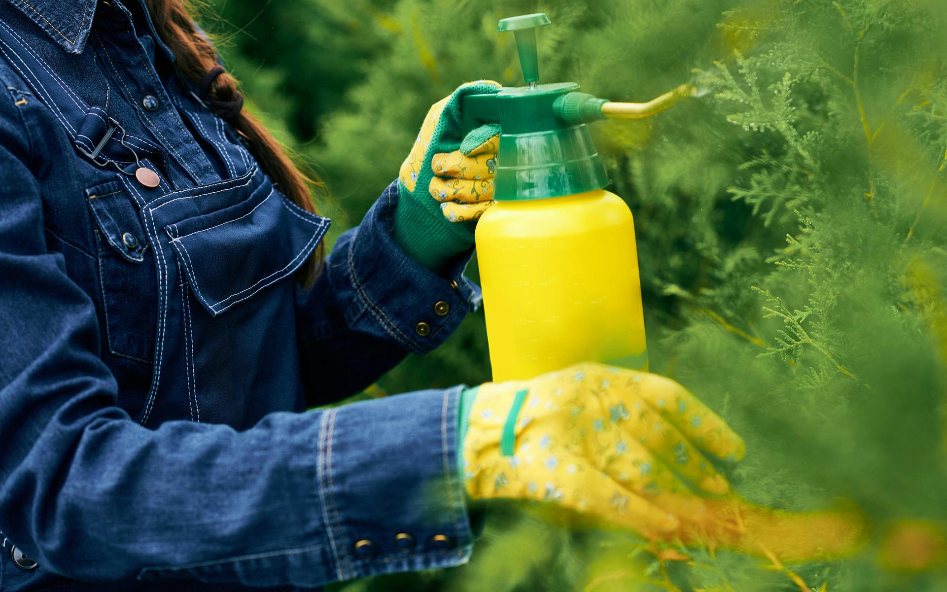 Introduction to Foliar Feeding Cannabis Plants | Leafly