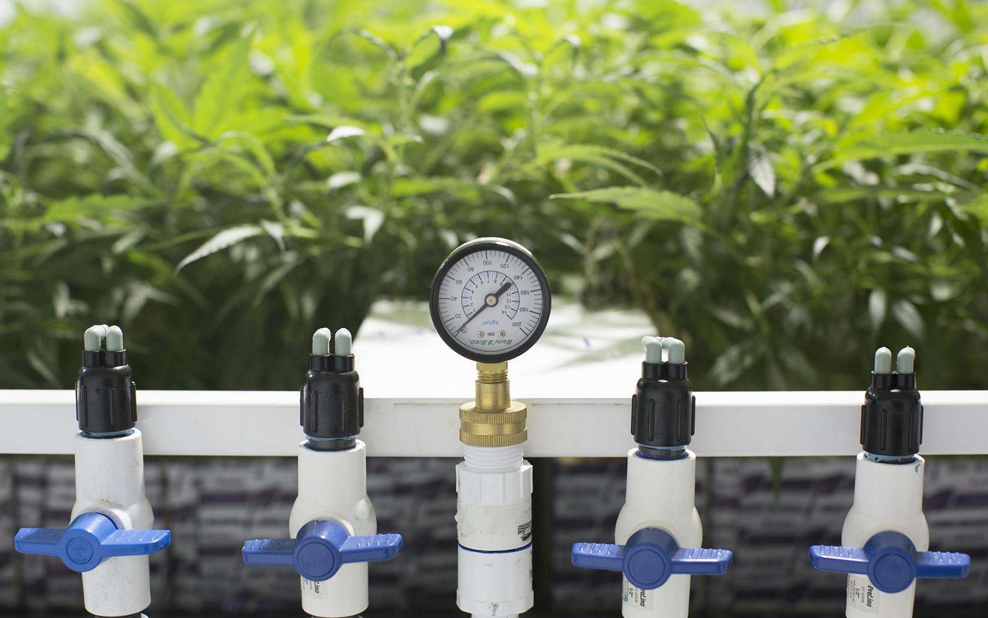 3 Ways to Automate Your Home Cannabis Grow | Leafly