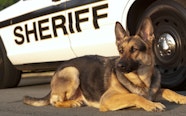 Here s What Really Happens To Drug Dogs In Legal Cannabis States Leafly