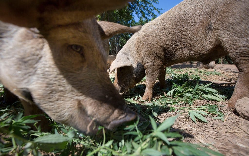 Cannabis Plant-Raised Pork Is Now a Thing (and It's Delicious) | Leafly