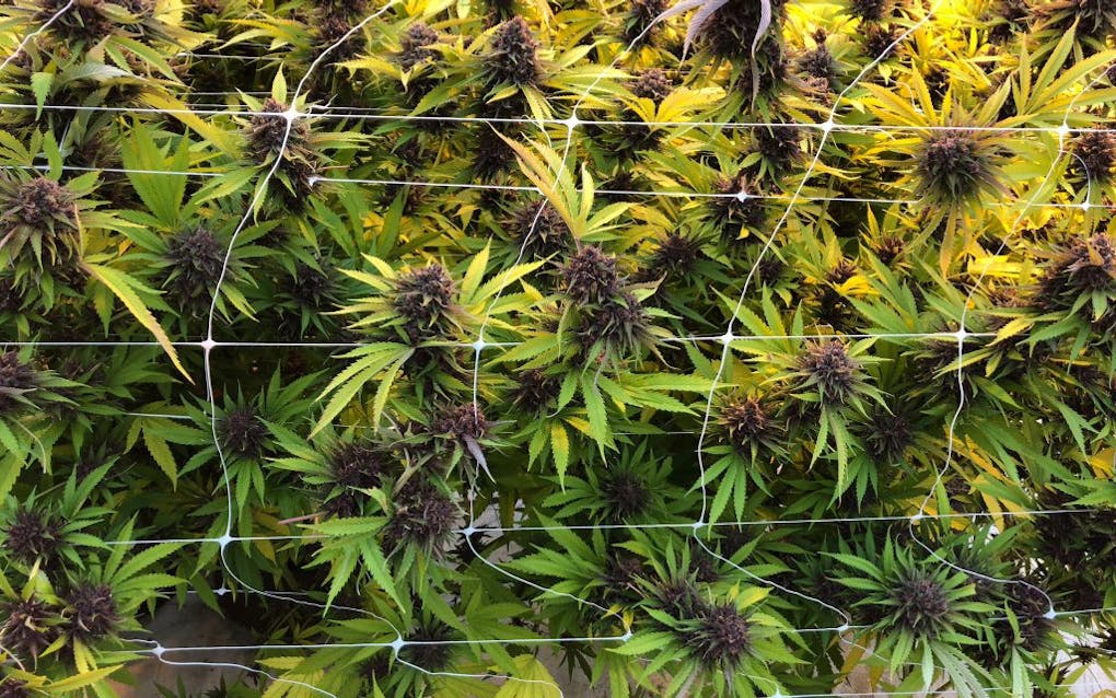 What Sun-Grown Farms Taught Me About Washington Cannabis | Leafly