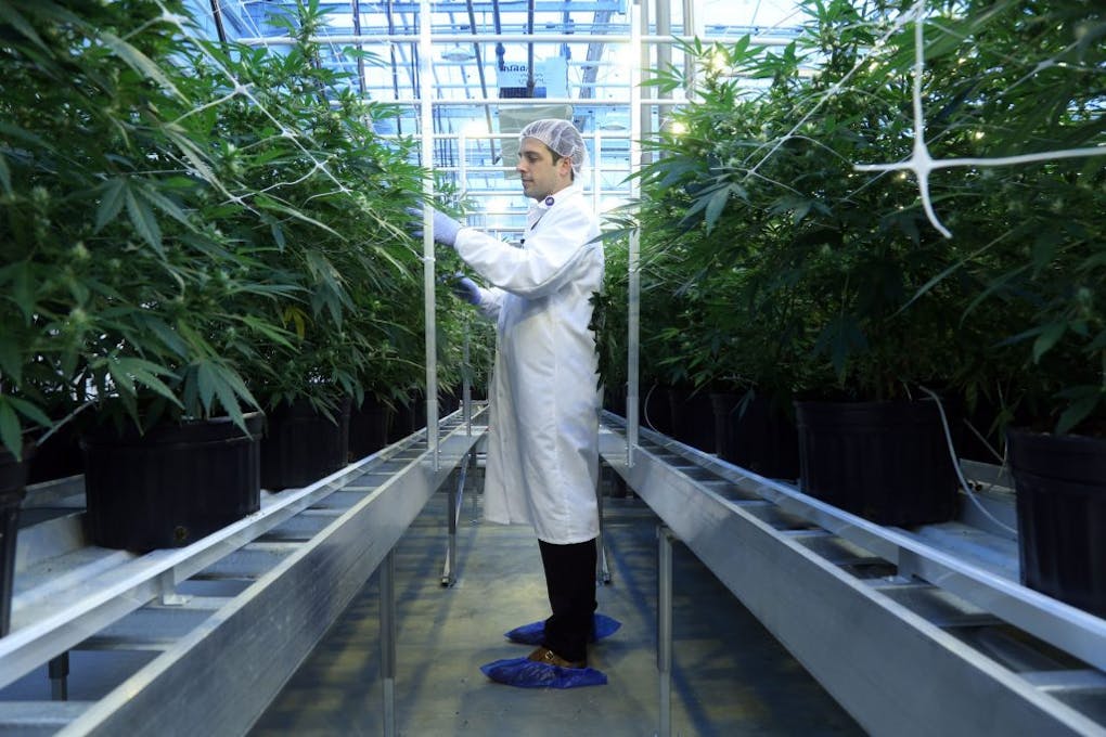 Inside Hexo: How the Quebec Greenhouse is Growing to Meet Demand