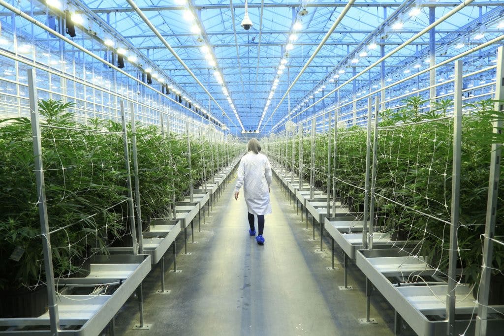 Inside Hexo: How the Quebec Greenhouse is Growing to Meet Demand
