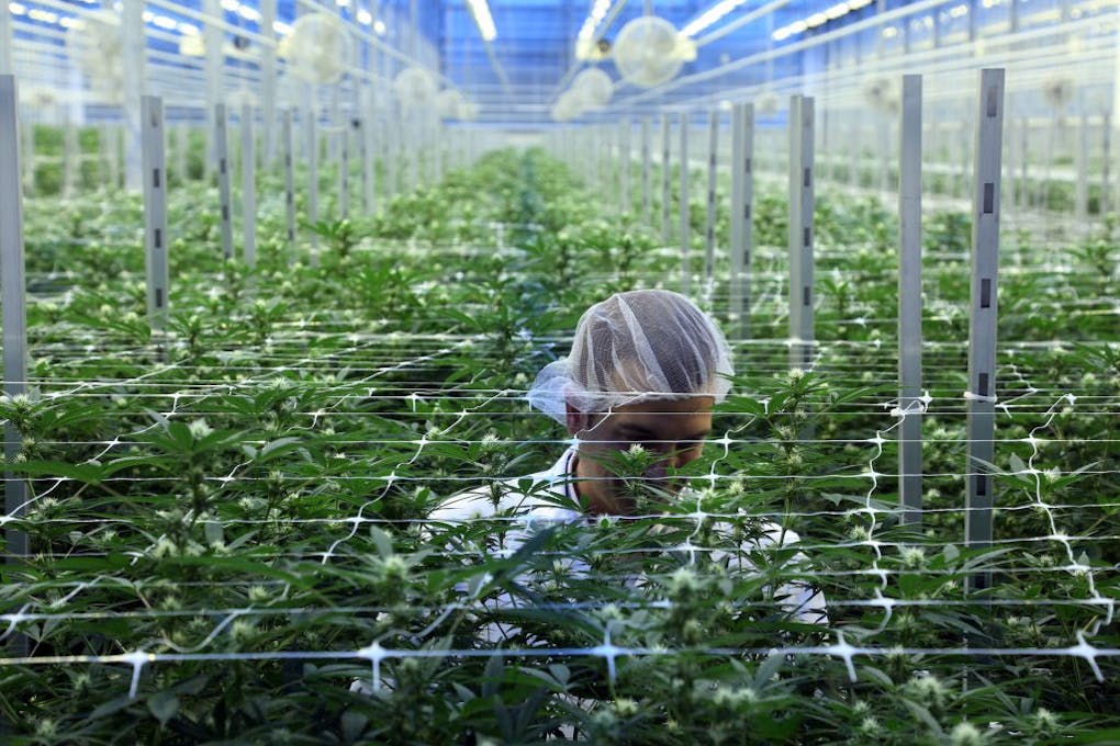 Inside Hexo: How the Quebec Greenhouse is Growing to Meet Demand
