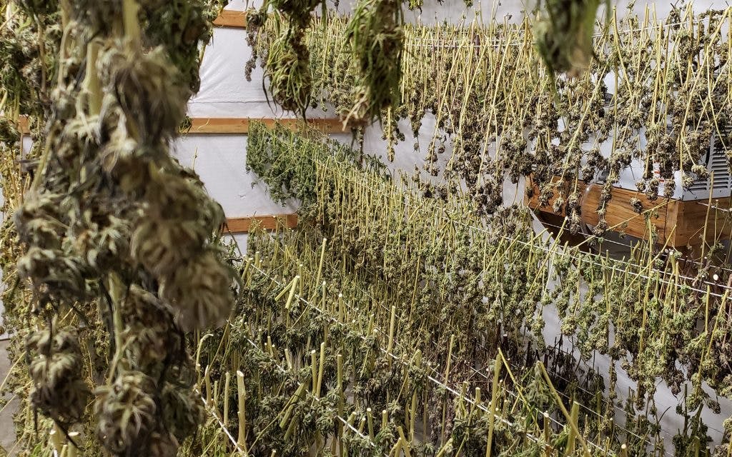 Life On An Oregon Cannabis Farm During Harvest Season | Leafly