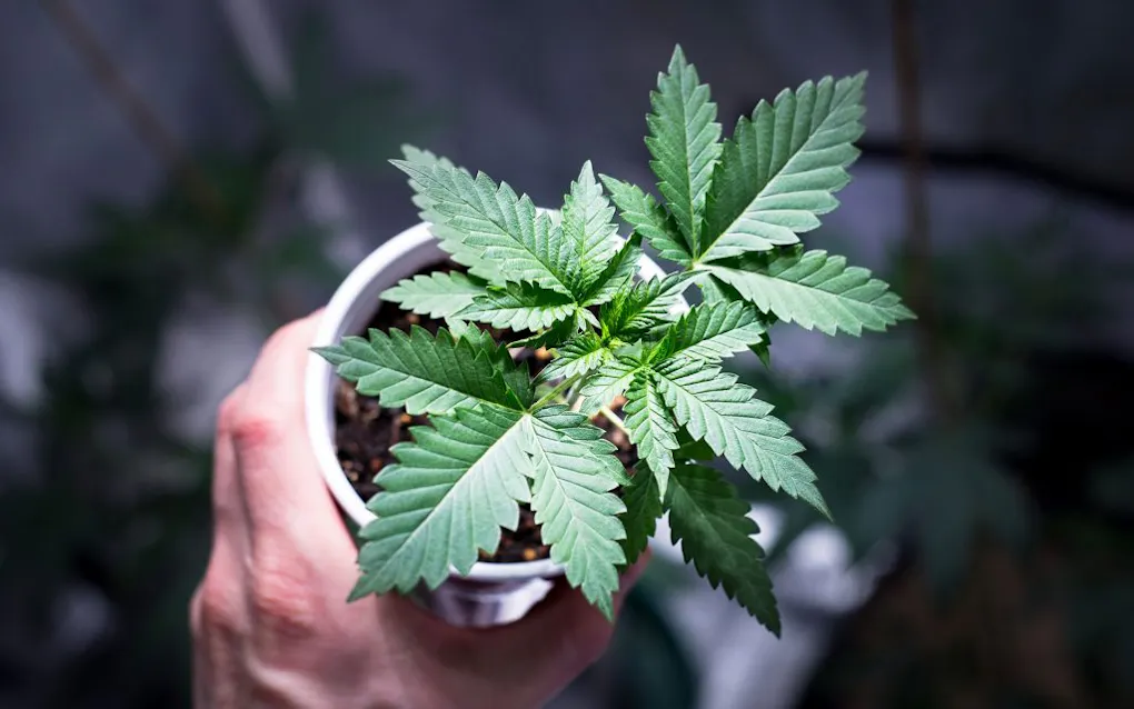 How to Take Photos of Cannabis Flower | Leafly