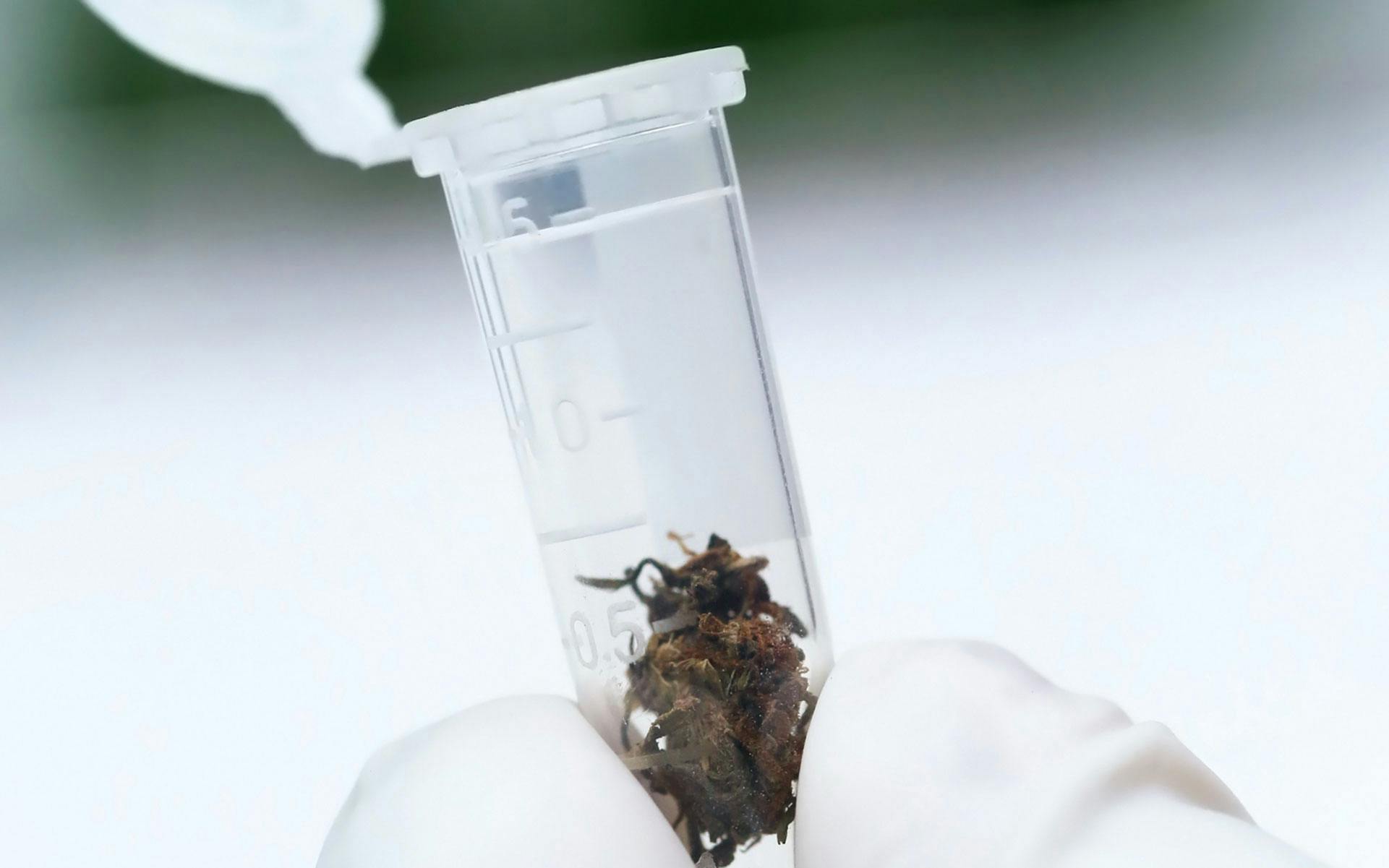 Cannabis Testing Explained: What's in Your Cannabis? | Leafly